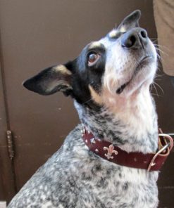 Paco Collars: Custom Leather Dog Collars – California