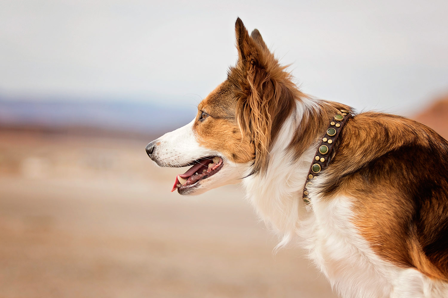 Paco Collars: Custom Leather Dog Collars – California